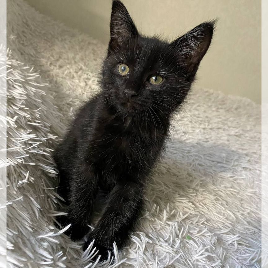 Мейн-кун котёнок