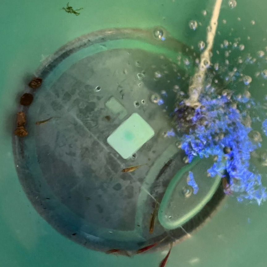 Аквариумные рыбки Данио