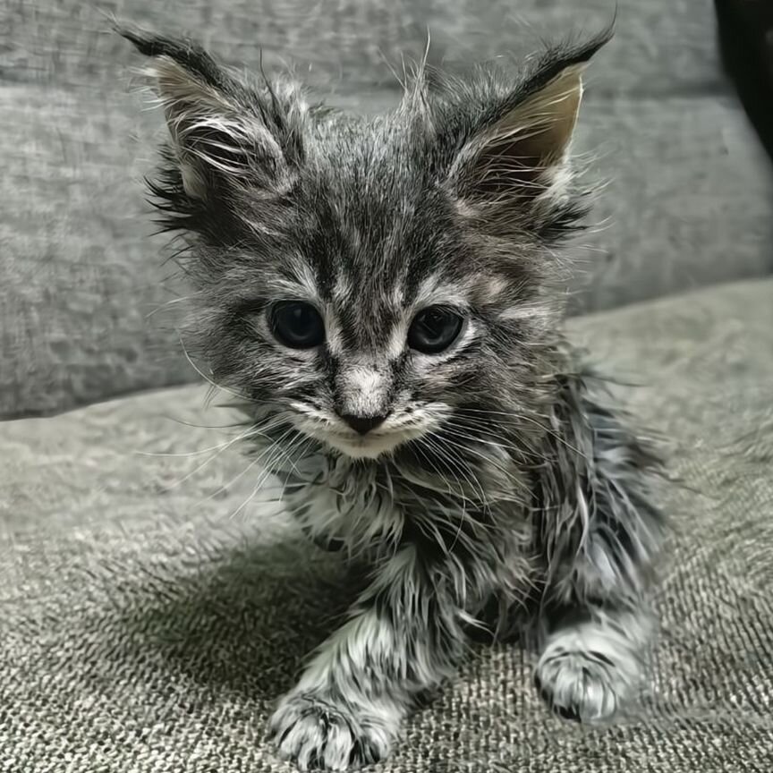 Мейн-кун котёнок