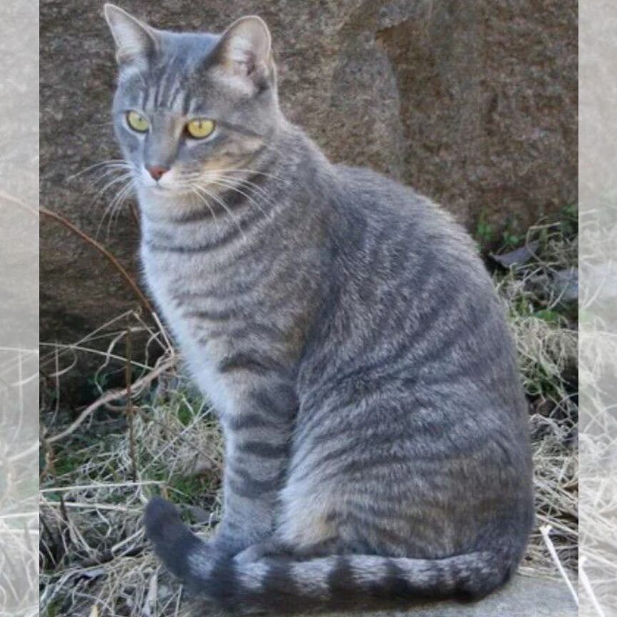Кошки в добрые руки