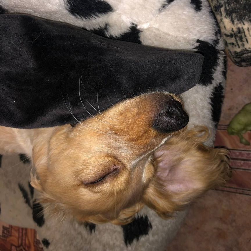 Отдам собаку в добрые руки