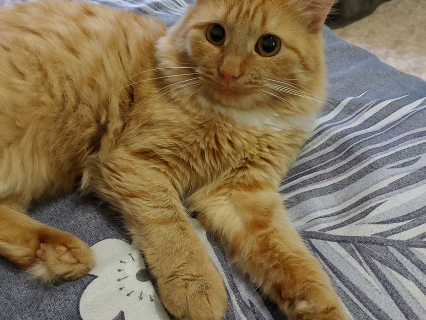 Кот ищет подружку