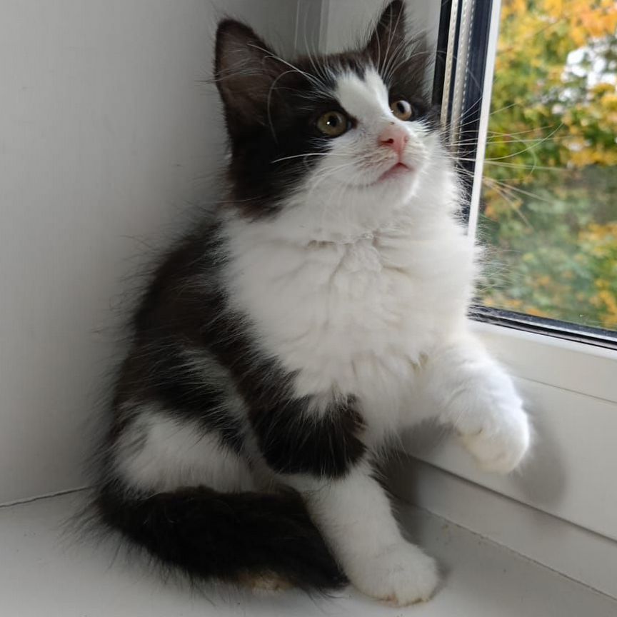 Пушистый котёнок (мальчик, 2.5 месяца)