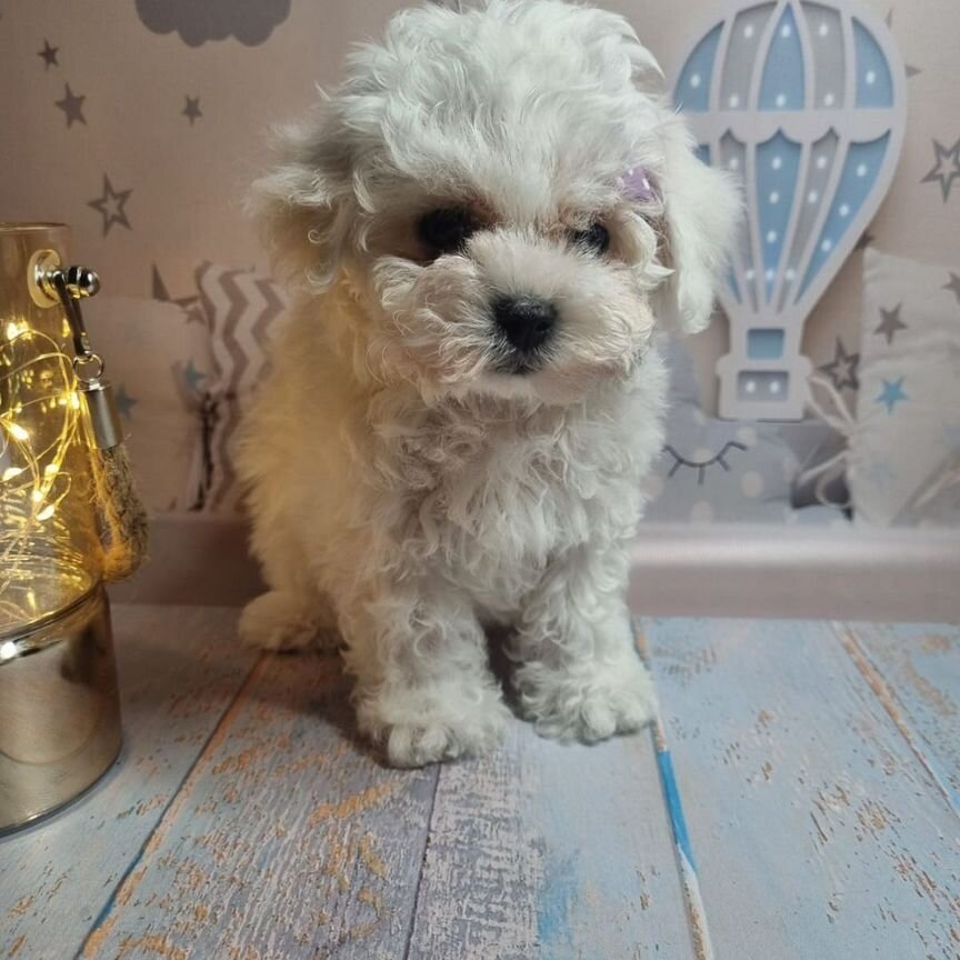 Бишон фризе