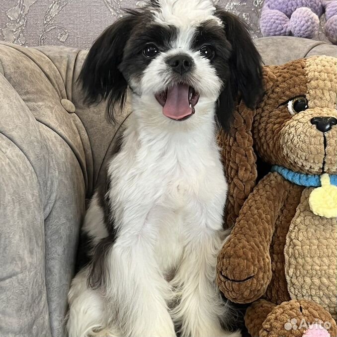 Помапу мальчик