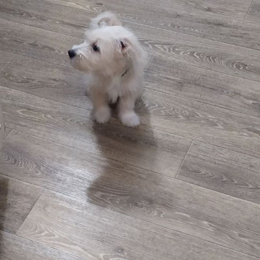 Мальтийская болонка, щенок