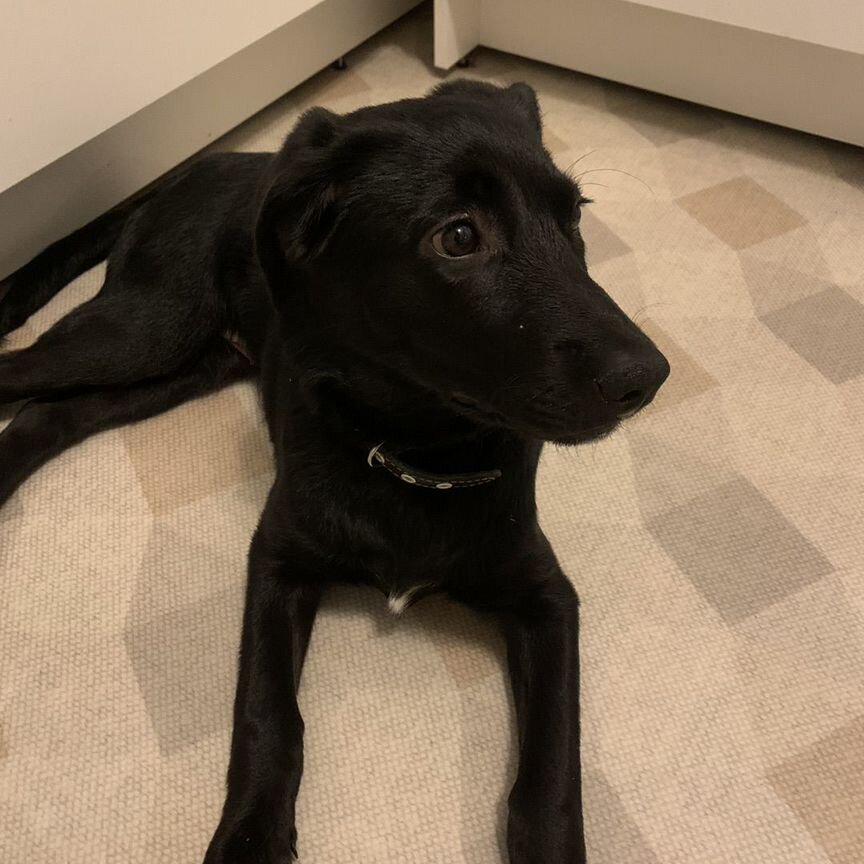 Щенок в добрые руки