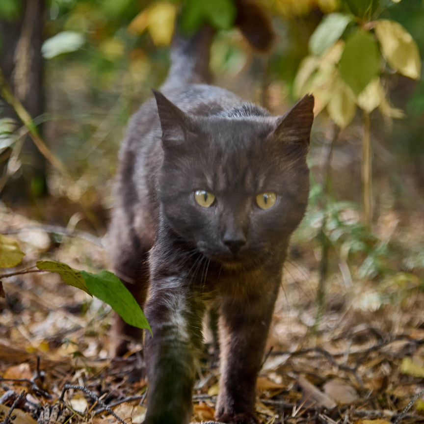 Котик в добрые руки