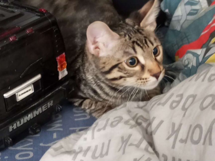 Котенок бенгал