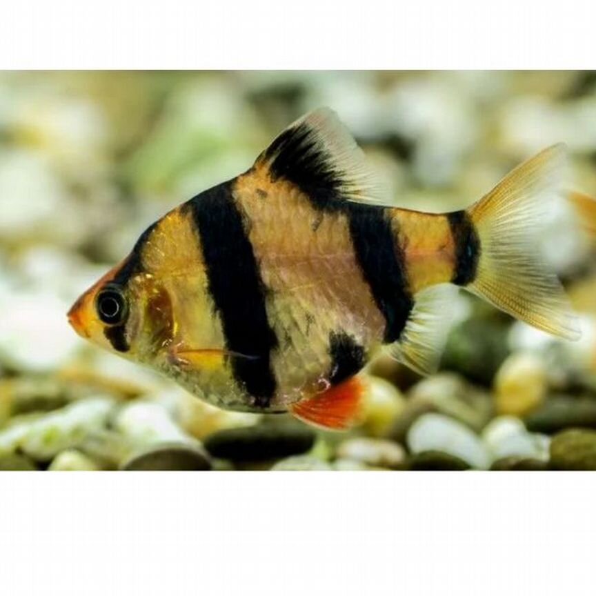 Песок для аквариума