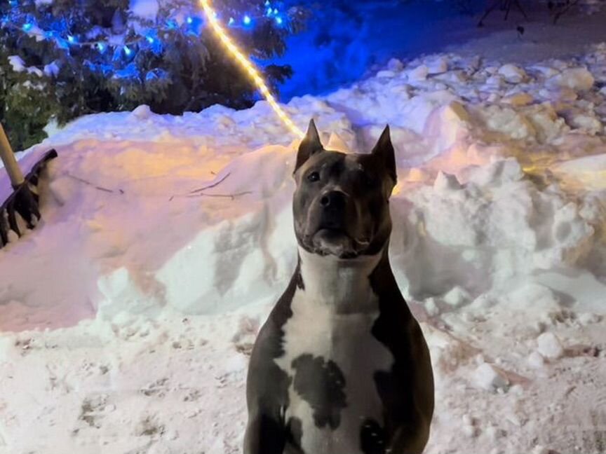 Стаффордширский терьер (вязка)