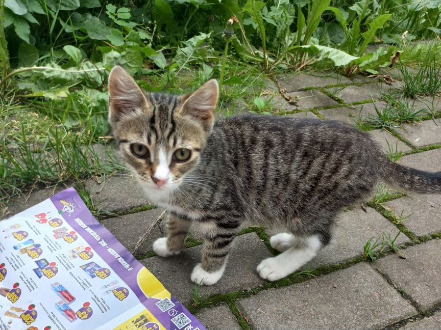 Котенку нужен дом или передержка
