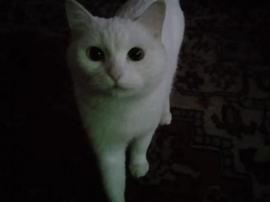 Кошечки и котики в дар в хорошие руки