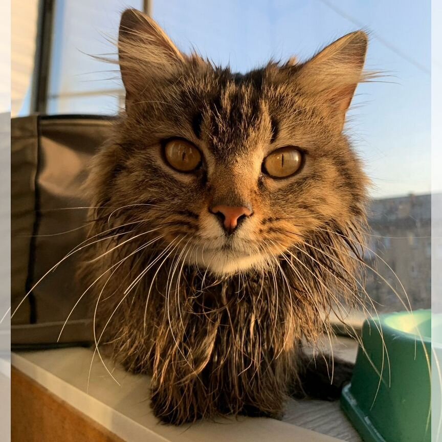 Взрослый кот в добрые руки