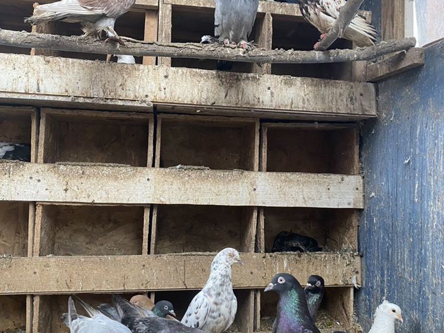 Голуби чайки, павлины, бакинские, декоративные