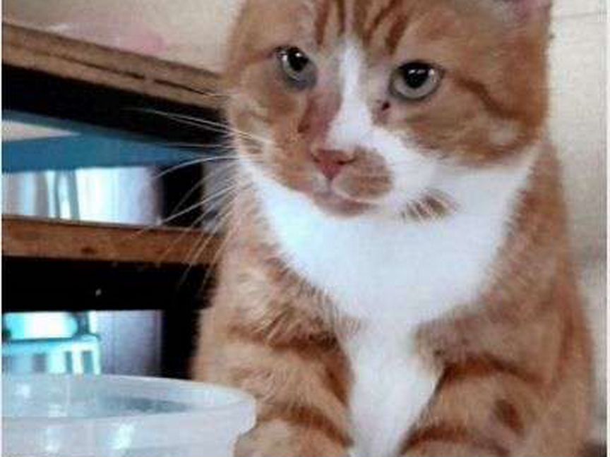 Кошки котята, коты дом и корм