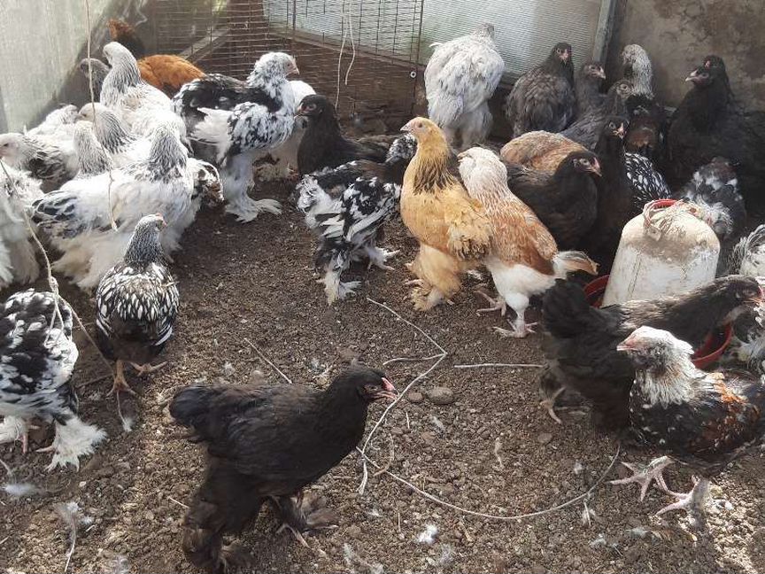 Курыцеплята брама