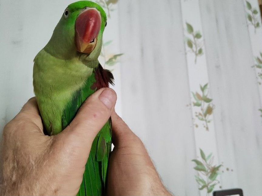 Александрийский попугай