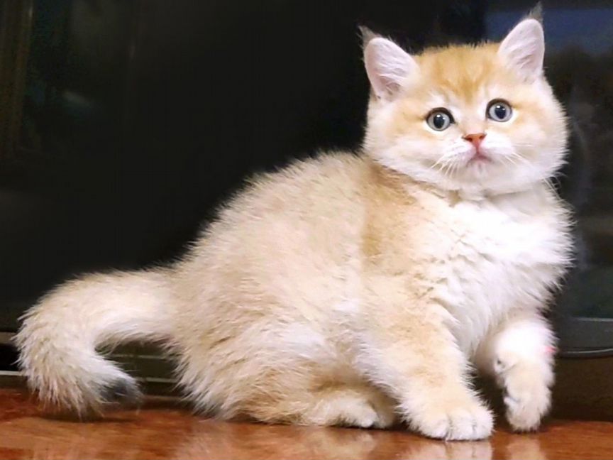 Шикарная британская кошечка 2 месяца