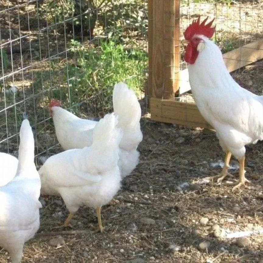 Курочки яйценоские