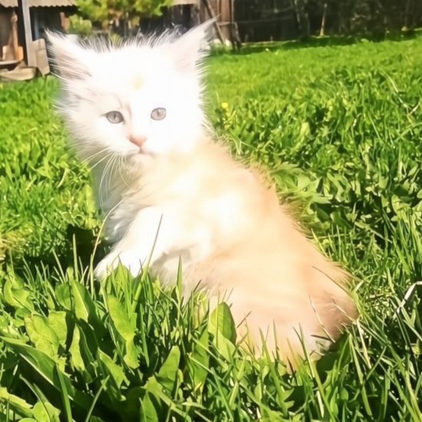 Мейн-кун котёнок