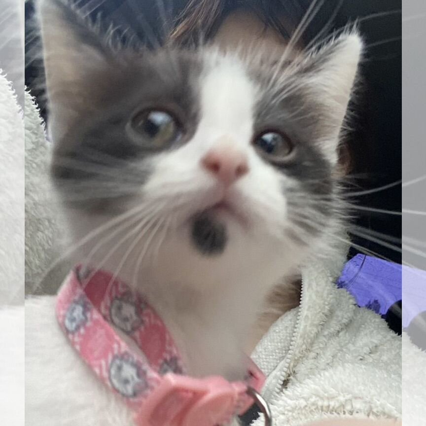 Котята
