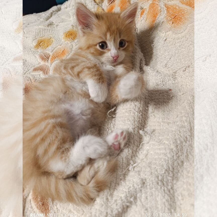 Котёнок в добрые руки