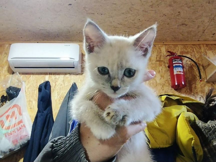 Котенок в добрые руки