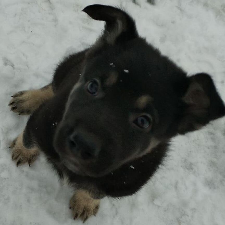 Восточноевропейская овчарка, щенок