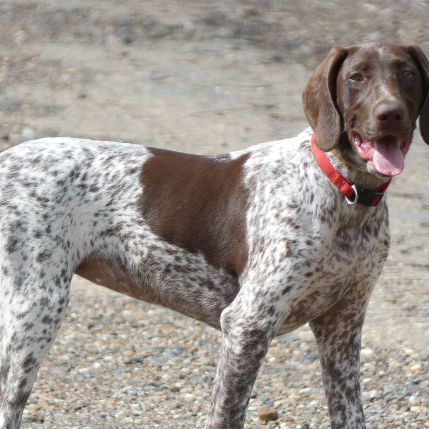 Щенок курцхаар сука