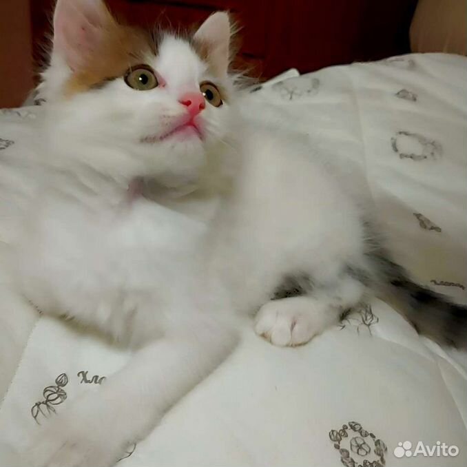 Турецкий ван Серкан