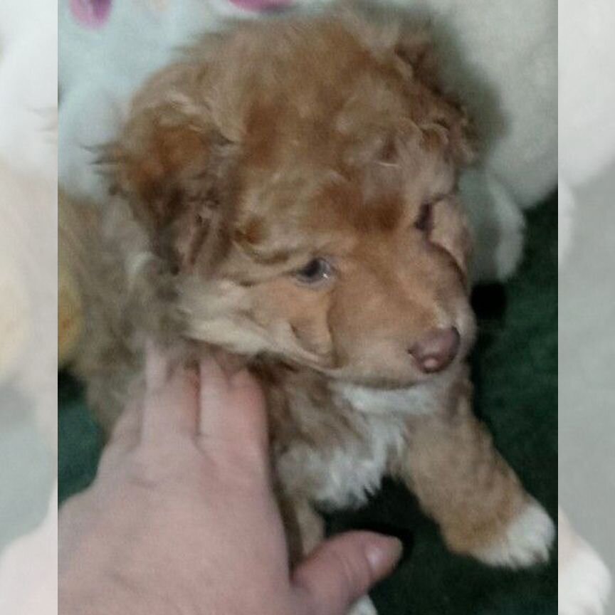 Японский шпиц, щенок