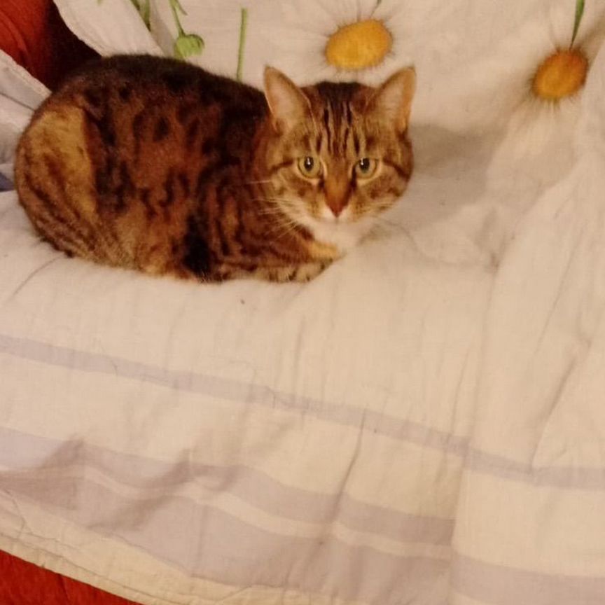 SOS Кошка в добрые руки