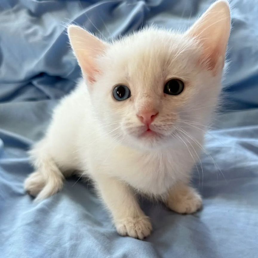 Турецкая ангора котёнок