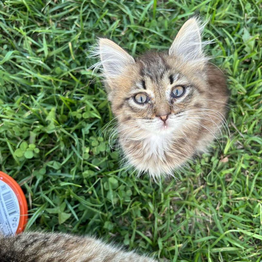 Котята похожие на Мейн-куна