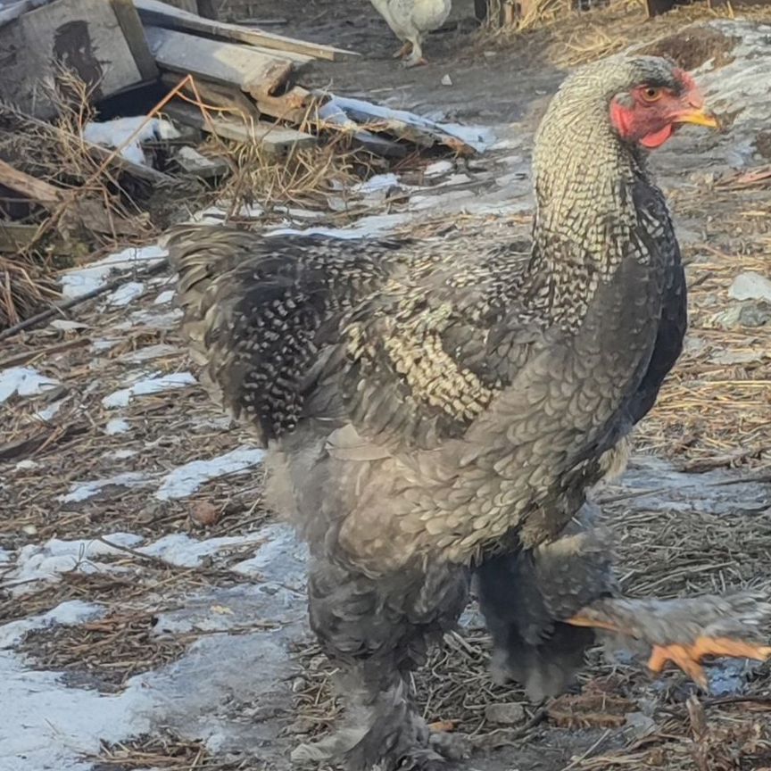 Продам петуха