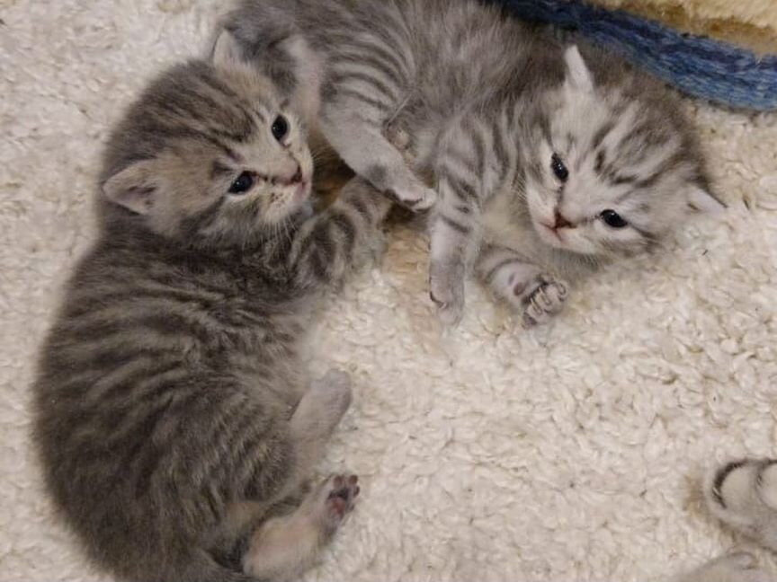 Шотладские вислоухие котята