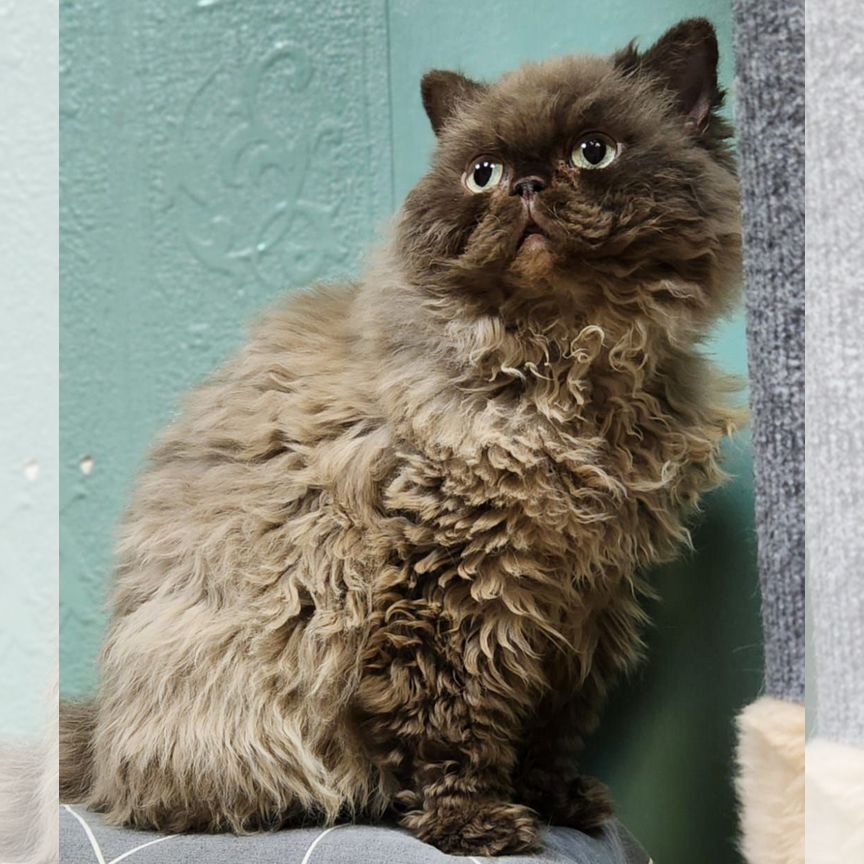 Селкирк-рекс длинношёрстный, взрослая кошка