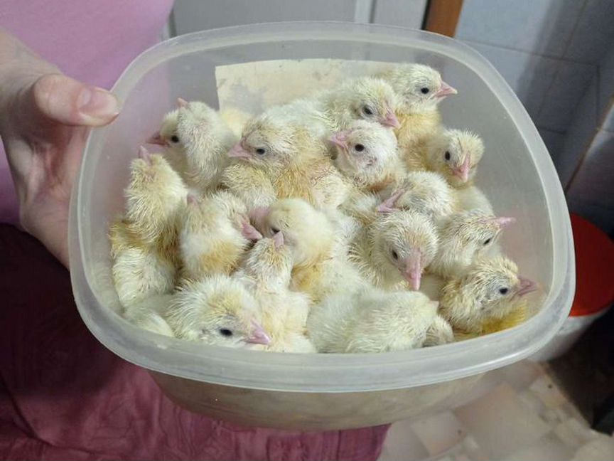 Цыплята суточные бройлеров