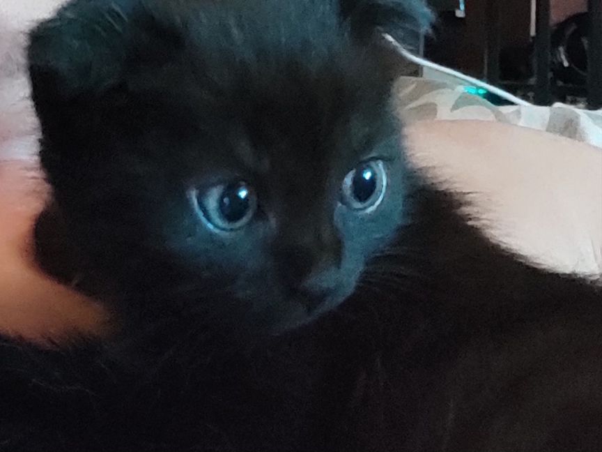 Кот