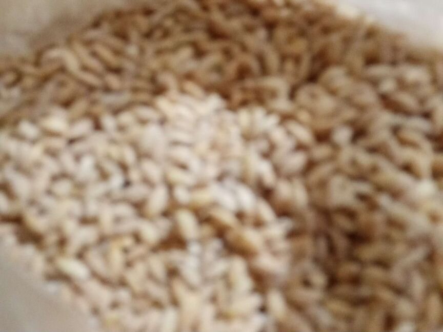 Продам пшеницу, зерно. Много мешков