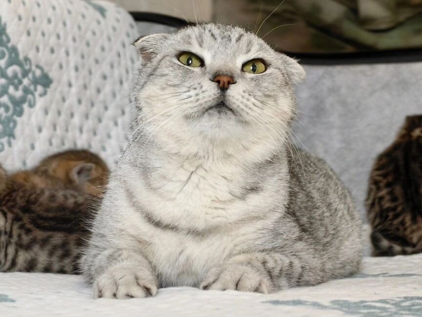 Шотландская вислоухая Мэри