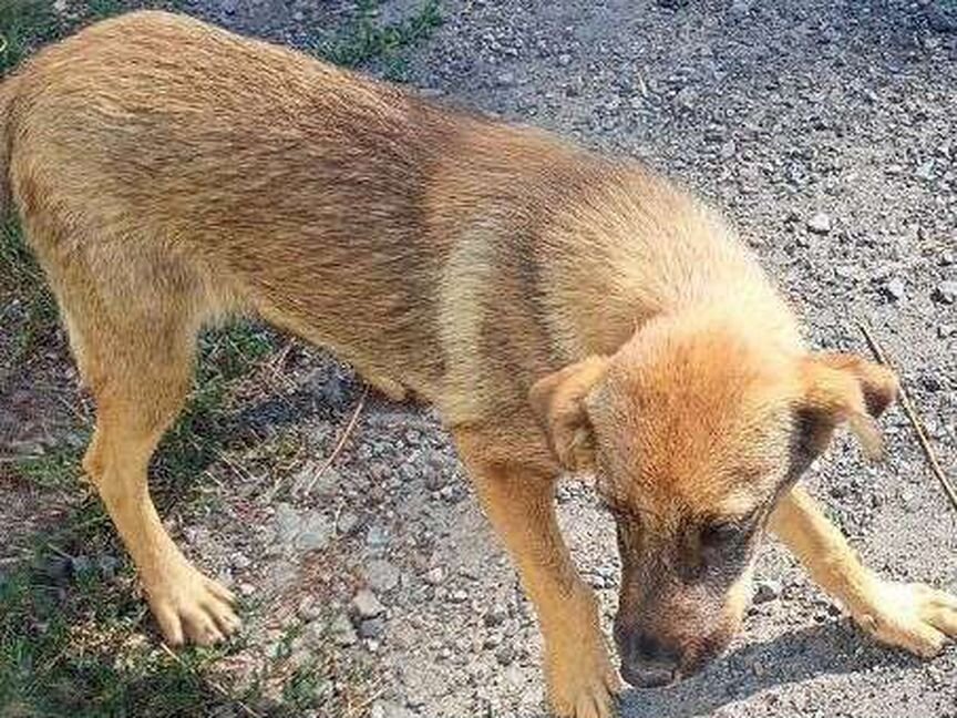 Щенки сторожевые