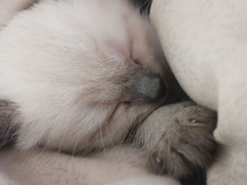 Невские маскарадные котята