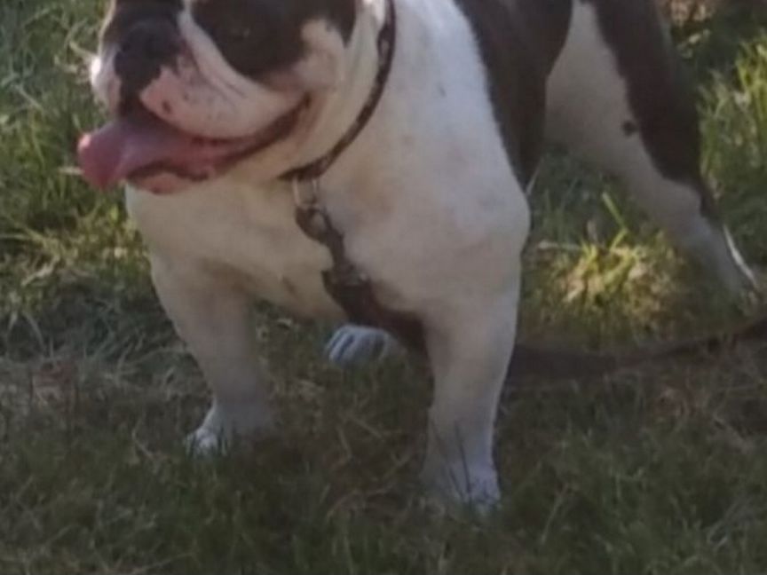 Английский бульдог