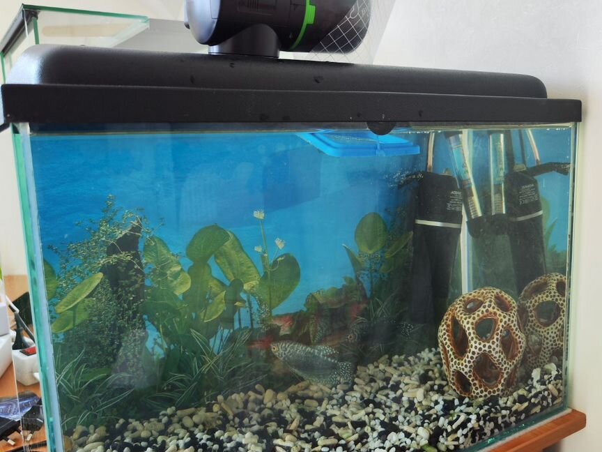 Гурами + аквариум (полный комплект)