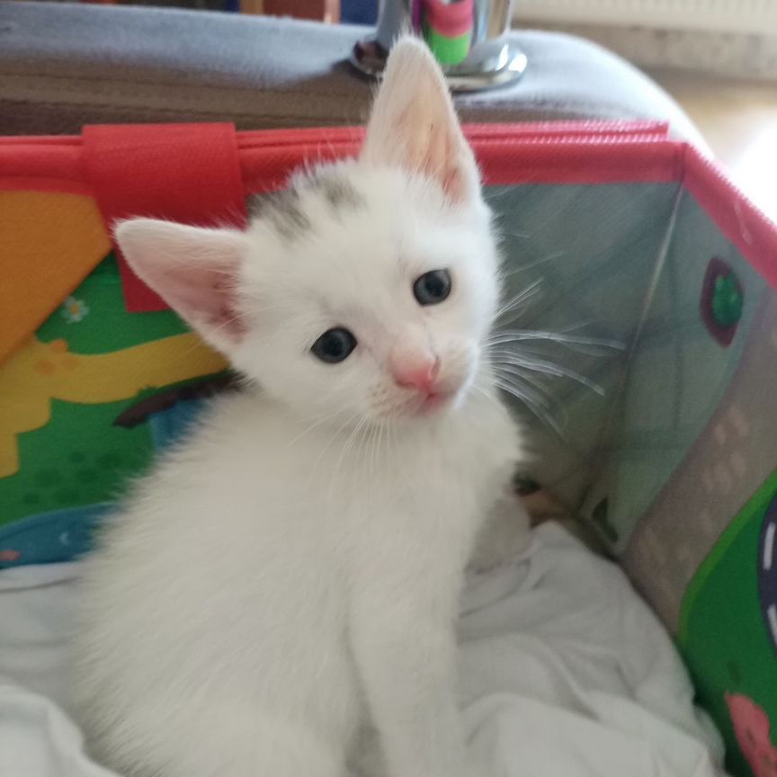 Котенок около 2 месяцев, подобрали