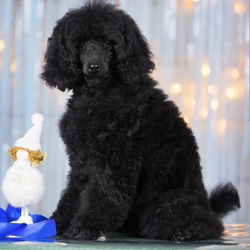 Пудель, щенок