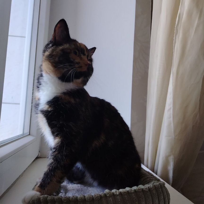 Гаечка ищет дом