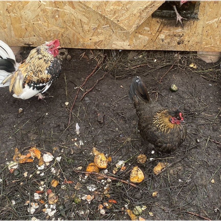 Петух и курочка